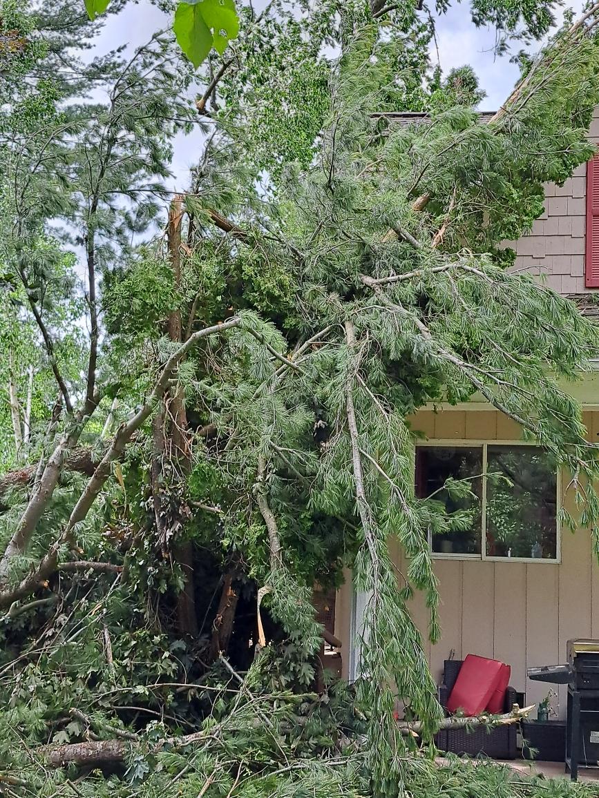 SERVICES – Chippers Tree Service